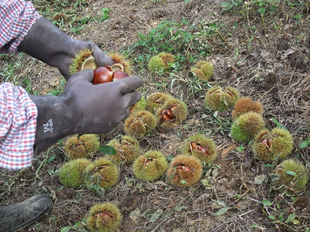 幻の栗⭐︎中山栗2L~4L混合10kgクール便（匿名不可）農家直送2025-019