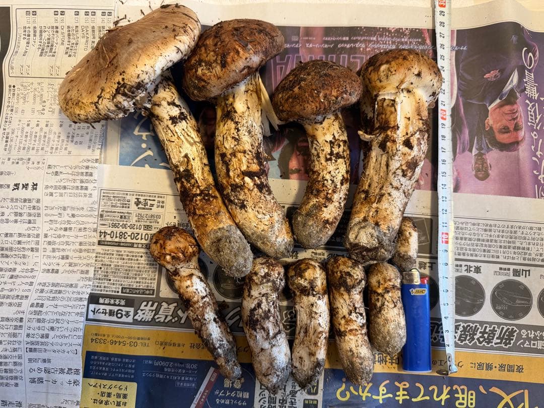 特大つぼみ　開きセット売り　長野県　信州松茸686g