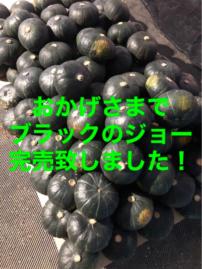 北海道産！かぼちゃ7玉入り 10kg！ ブラックのジョー！
