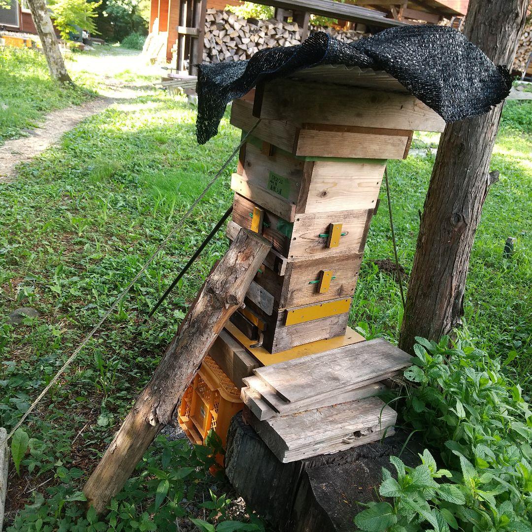 日本蜜蜂 の天然蜂蜜 ハチミツ 1160グラム 八ヶ岳西麓 1250m 産