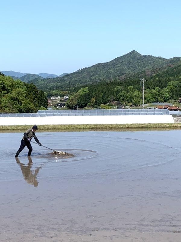 農家保有米 令和7年産 20キロ 玄米 コシヒカリ 20kg(5kg×4) 新米