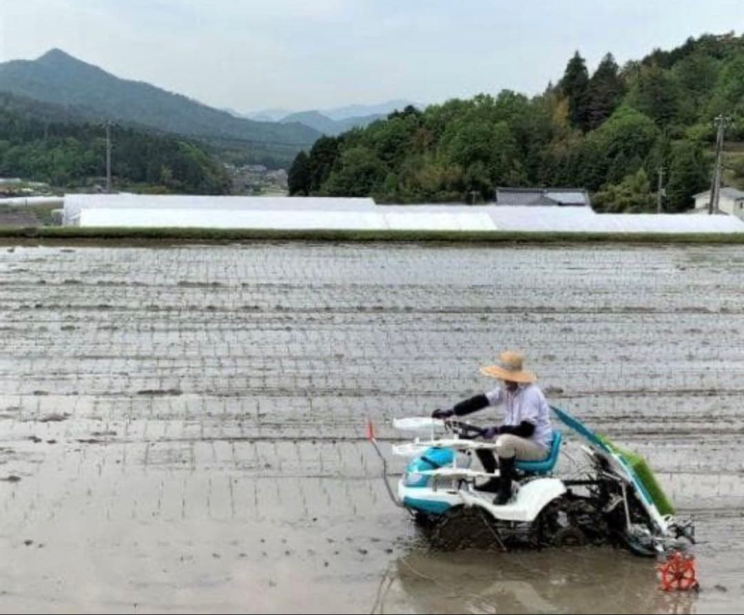 令和7年度産　山口県産（新米）30kg恋の予感　白米/玄米　農家直送　送料無料