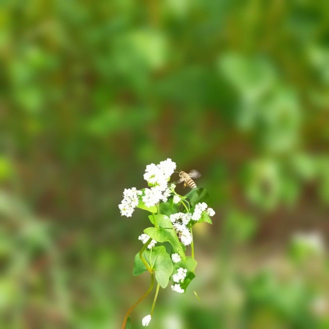 【おまけ付き！】国産ニホンミツバチの百花蜜 400g×2本 純粋はちみつ
