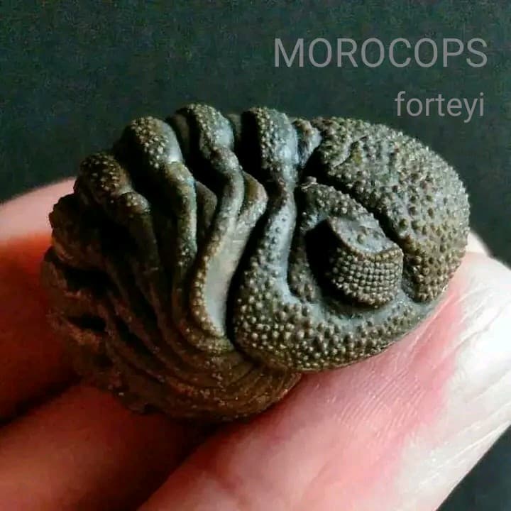 Ｍｏｒｏｃｏｐｓ ｆｏｒｔｅｙｉ