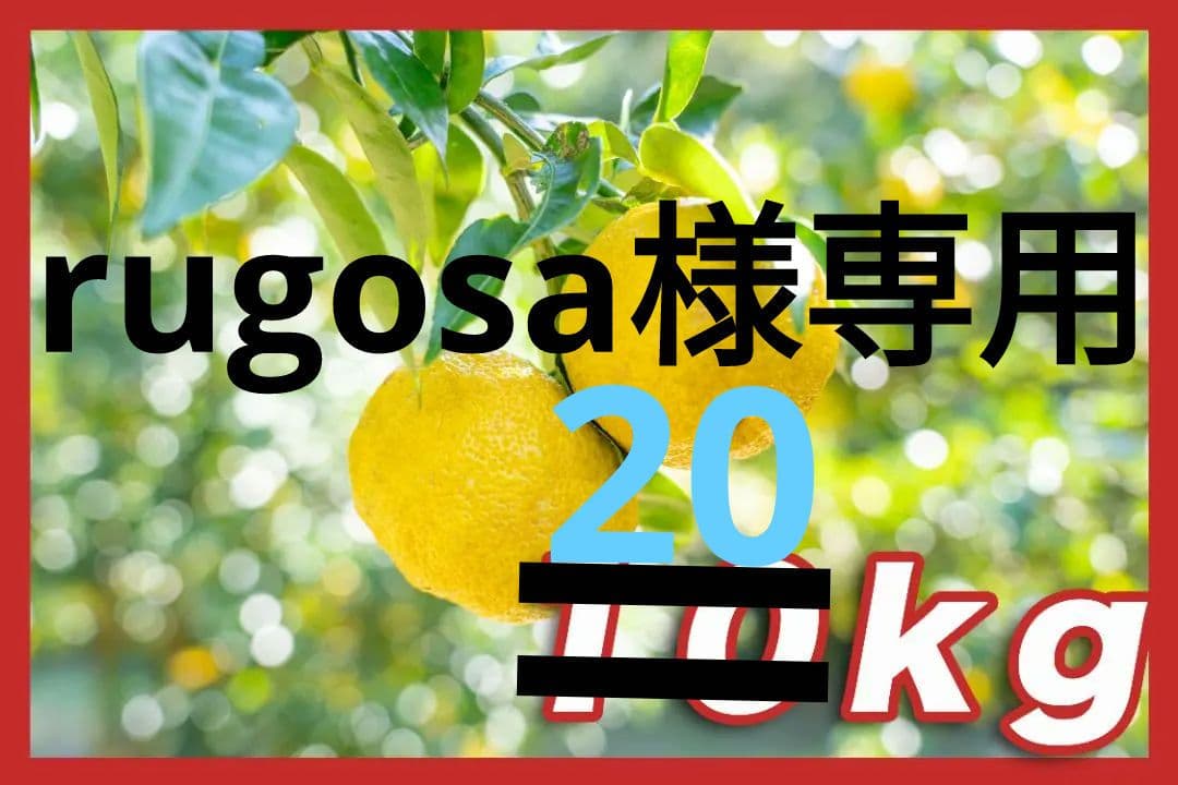 rugosa高知県産本柚子約20kg　農薬：栽培期間中不使用