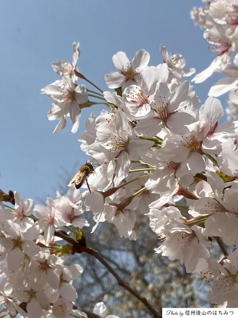 【令7年】百花蜜 1000g 2本 長野県産 国産蜂蜜 生はちみつ 西洋蜜蜂