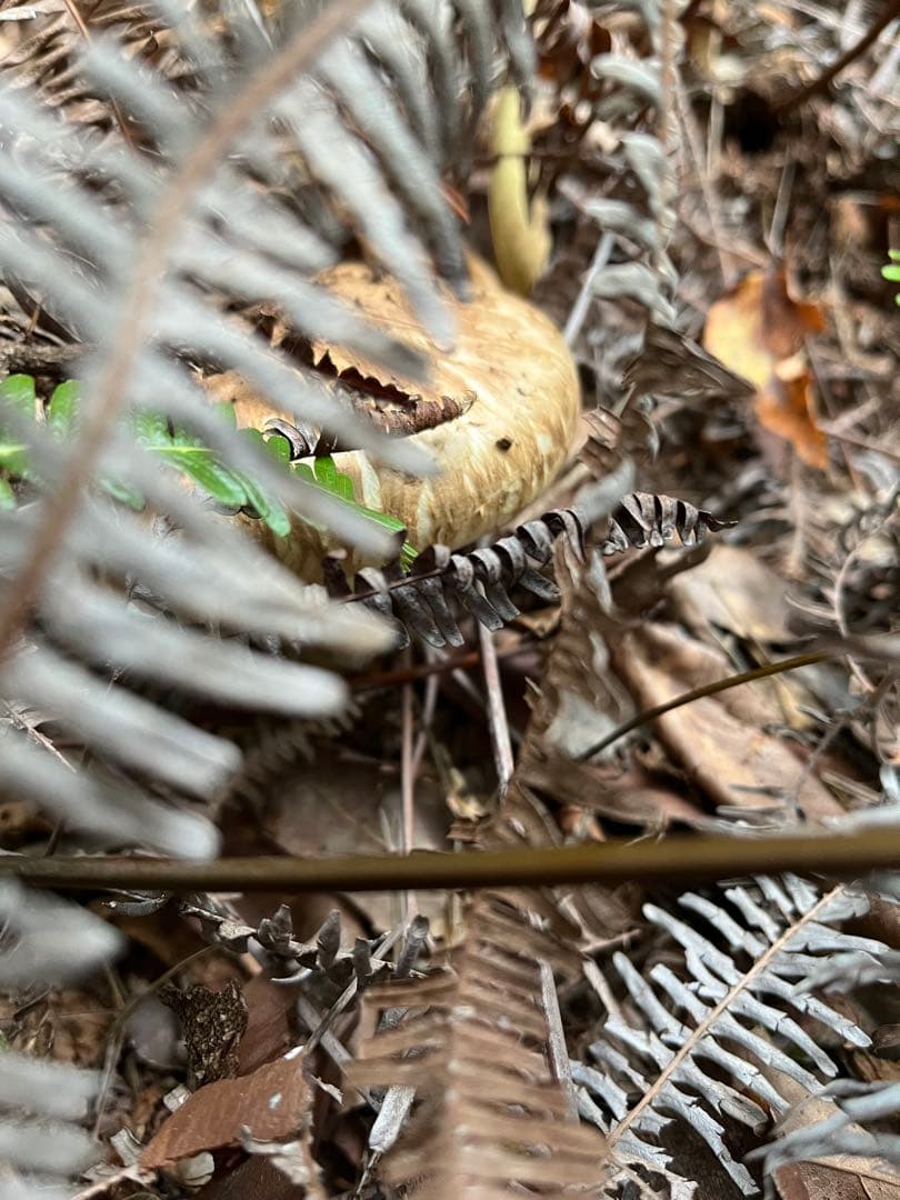 【大阪泉州産】天然松茸 採れたて良品☆1本125g国産