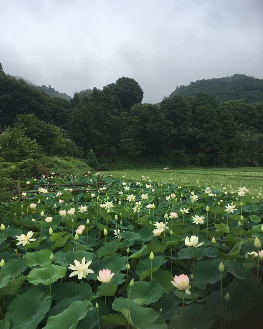 【れんげ米　玄米10.0kg コシヒカリ又はあさひの夢】　栽培期間中農薬不使用