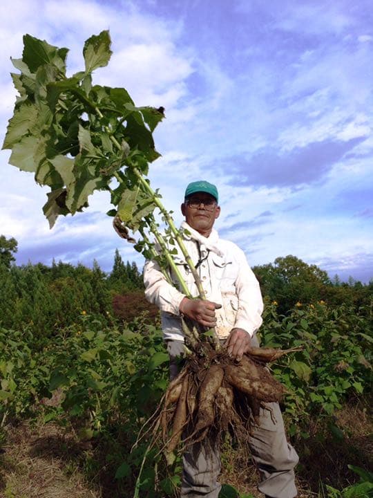 【長野県産ヤーコン】生芋10ｋｇ　【送料無料】自然栽培　農薬不使用　肥料不使用