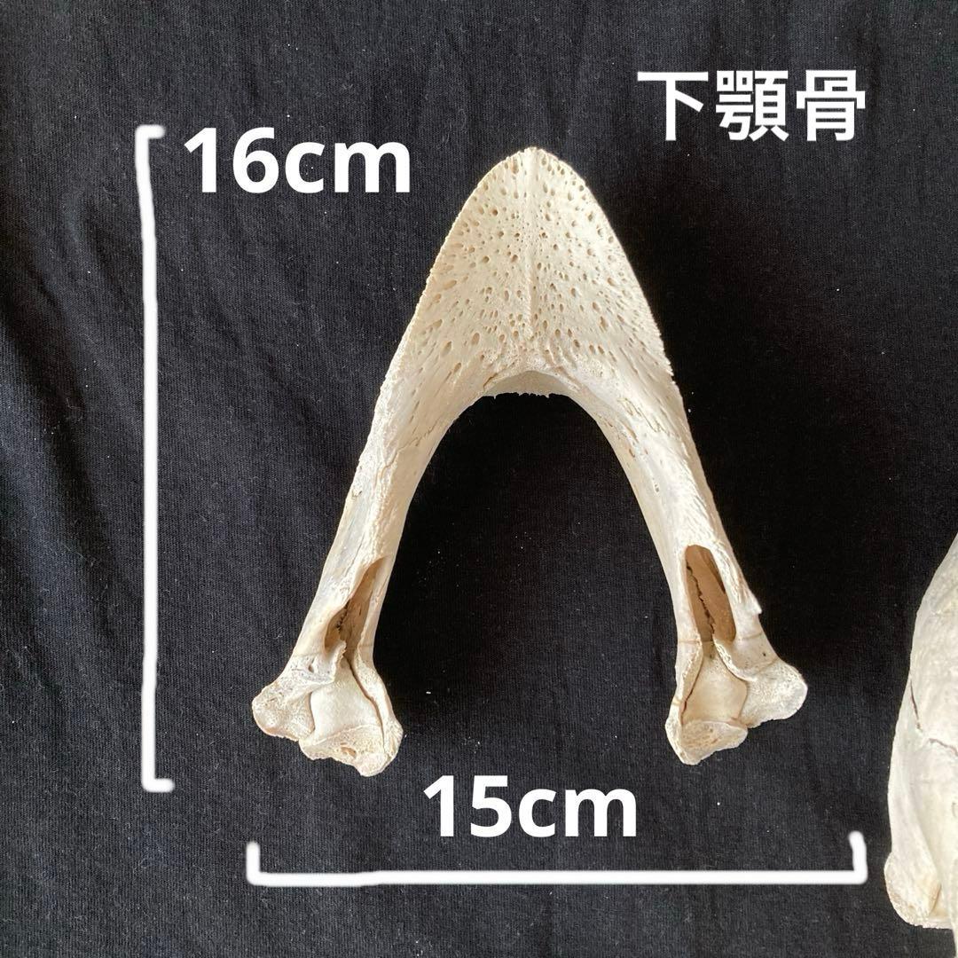 アカウミガメの頭骨、頸椎、クチバシ