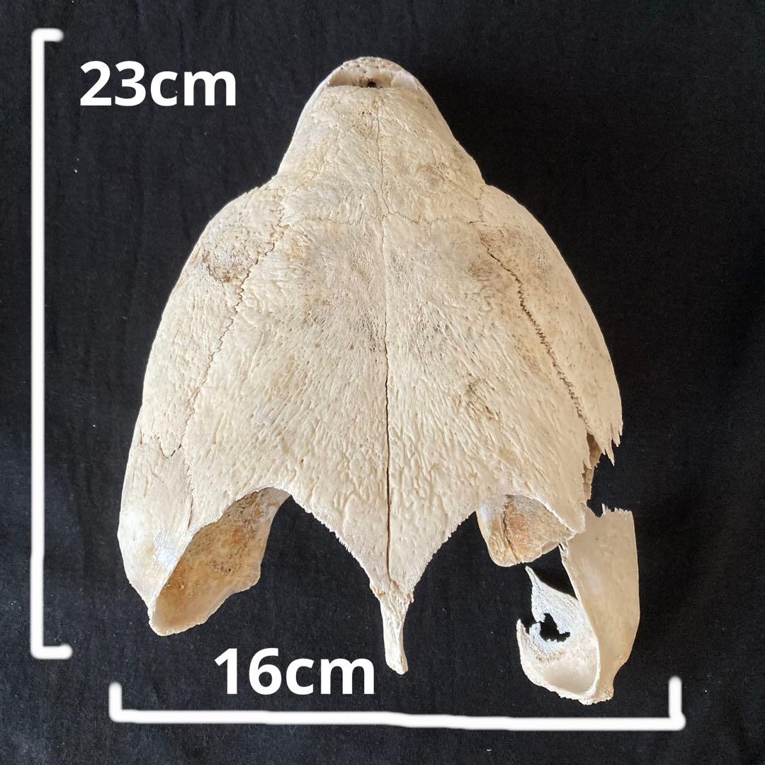 アカウミガメの頭骨、頸椎、クチバシ