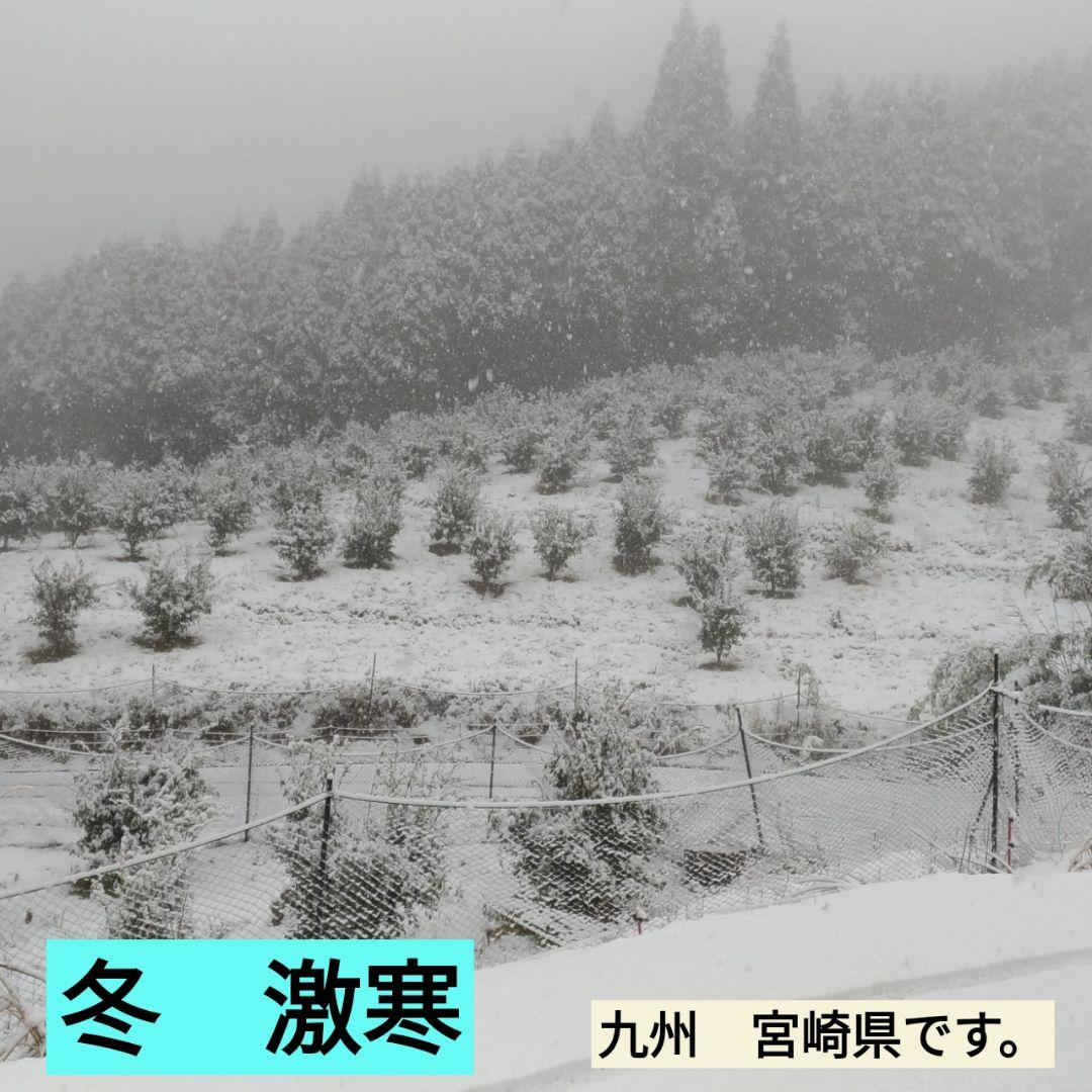 農家直送　宮崎県　西米良の青ゆず　キズ少なめ　約10kg