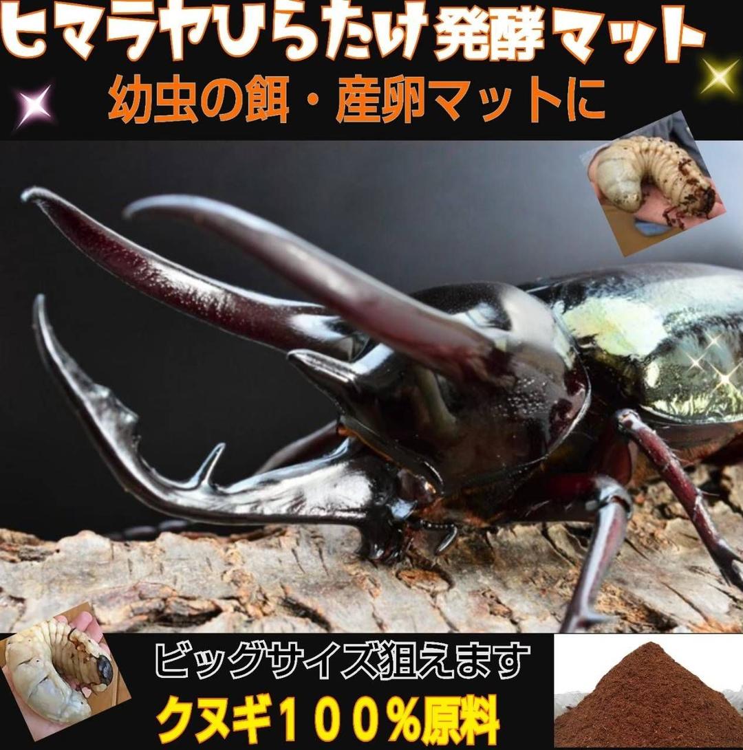 カブトムシ幼虫の餌、産卵に抜群！改良しました！発酵マット【たっぷり60リットル】