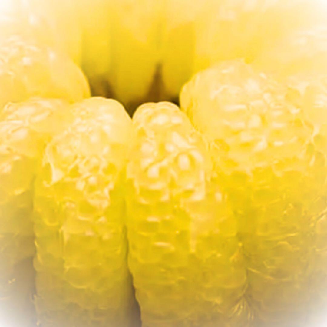 文旦　柑橘　92