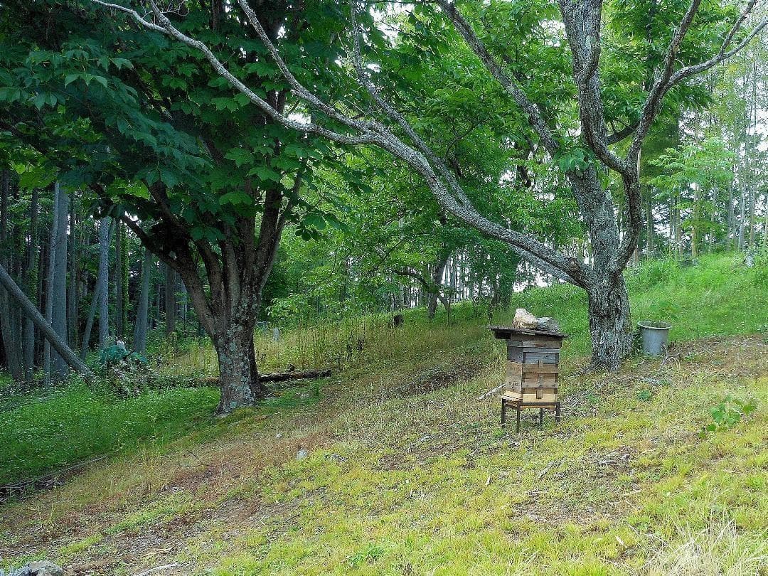 岐阜県産 日本蜜蜂の蜂蜜　純粋はちみつ 1500g (300g×5本）