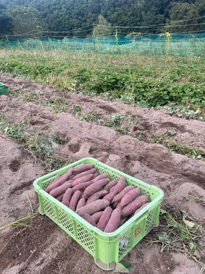 自然栽培さつまいも「紅はるか」１０ｋｇ