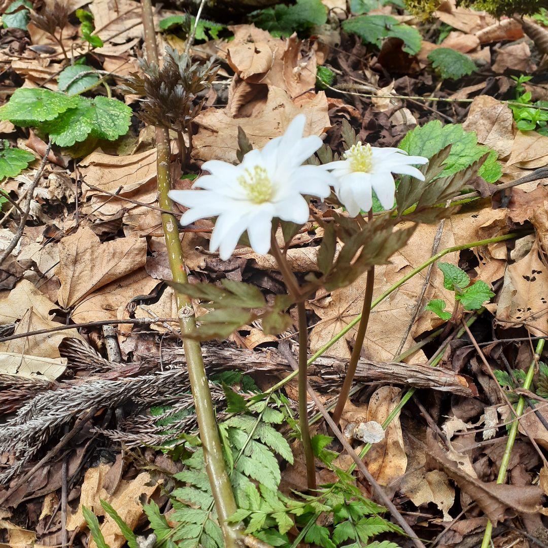 秋田県産 葉わさび 山わさび 採れたて
