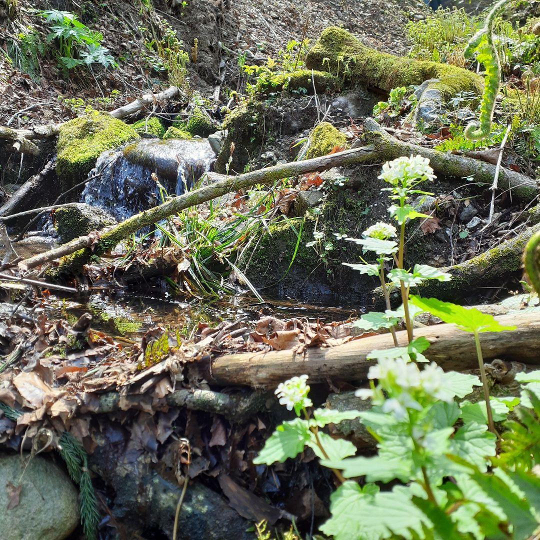 秋田県産 葉わさび 山わさび 採れたて