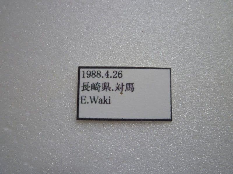 【国産蝶標本】ミヤマカラスアゲハ♀/長崎県.対馬産/96mm