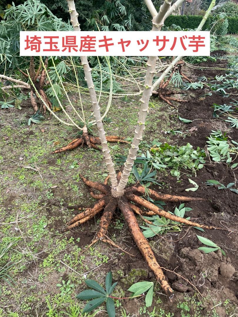 キャッサバ芋 箱込み20kg MANDIOCA CASSAVA【新鮮品質】