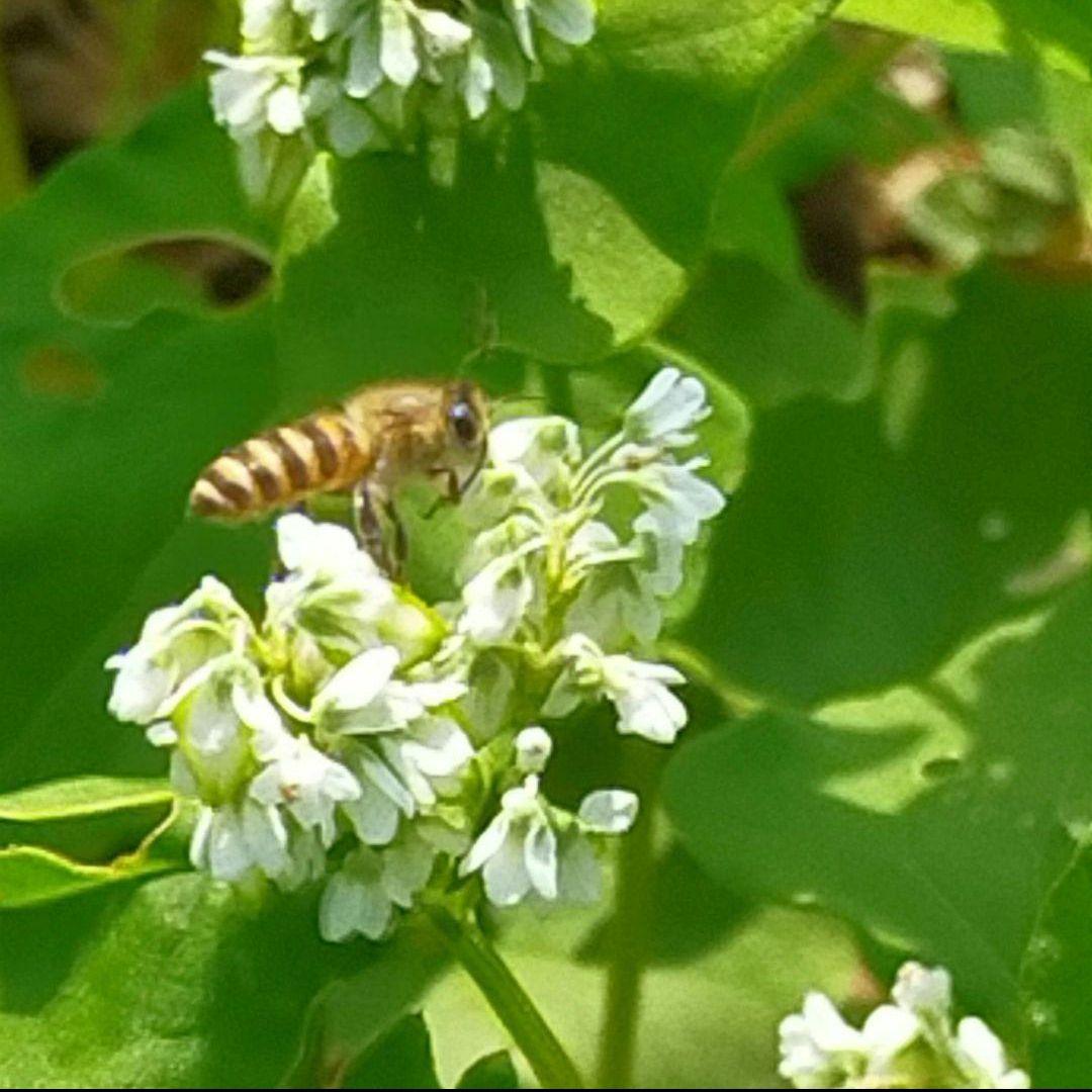 【希少！】ニホンミツバチの百花蜜の蜂蜜