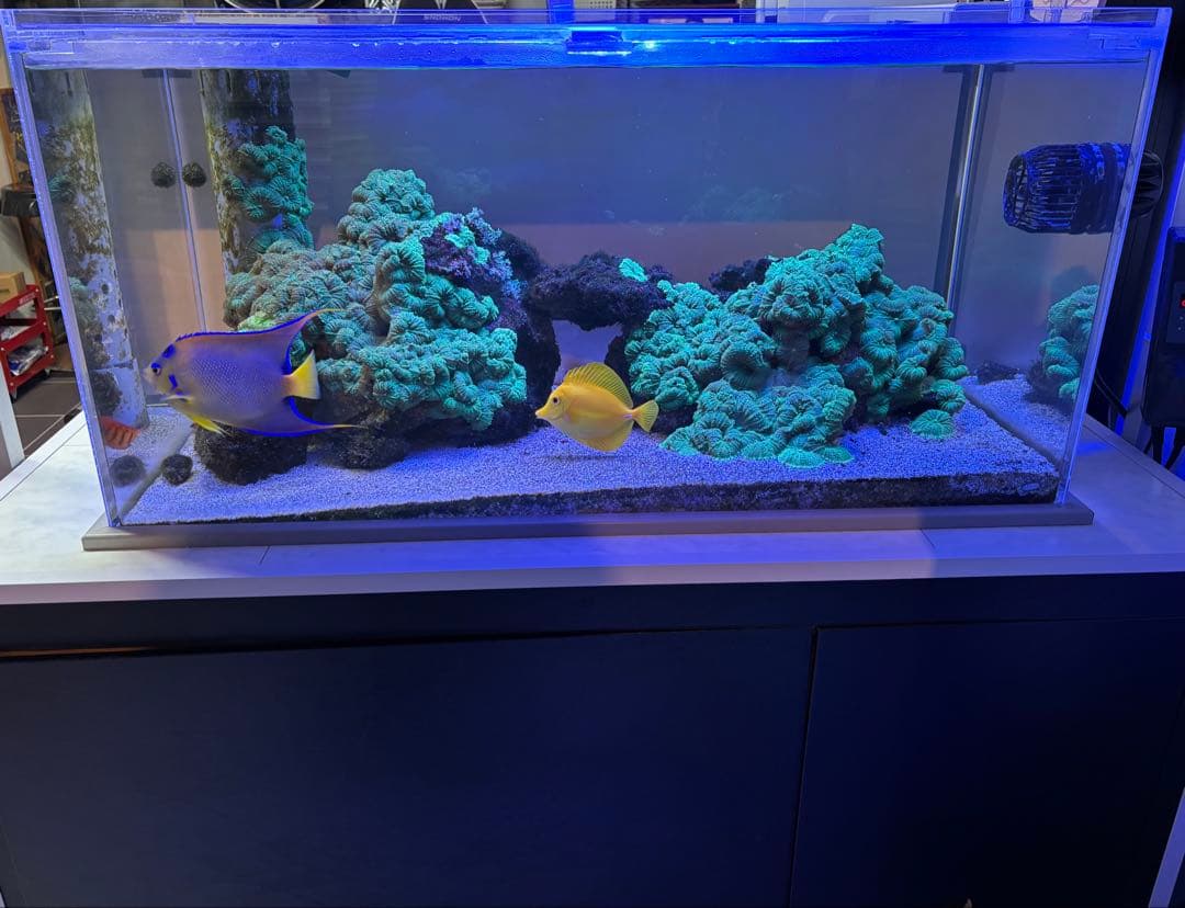 オーバーフロー水槽 フルセット　(生体含まず)