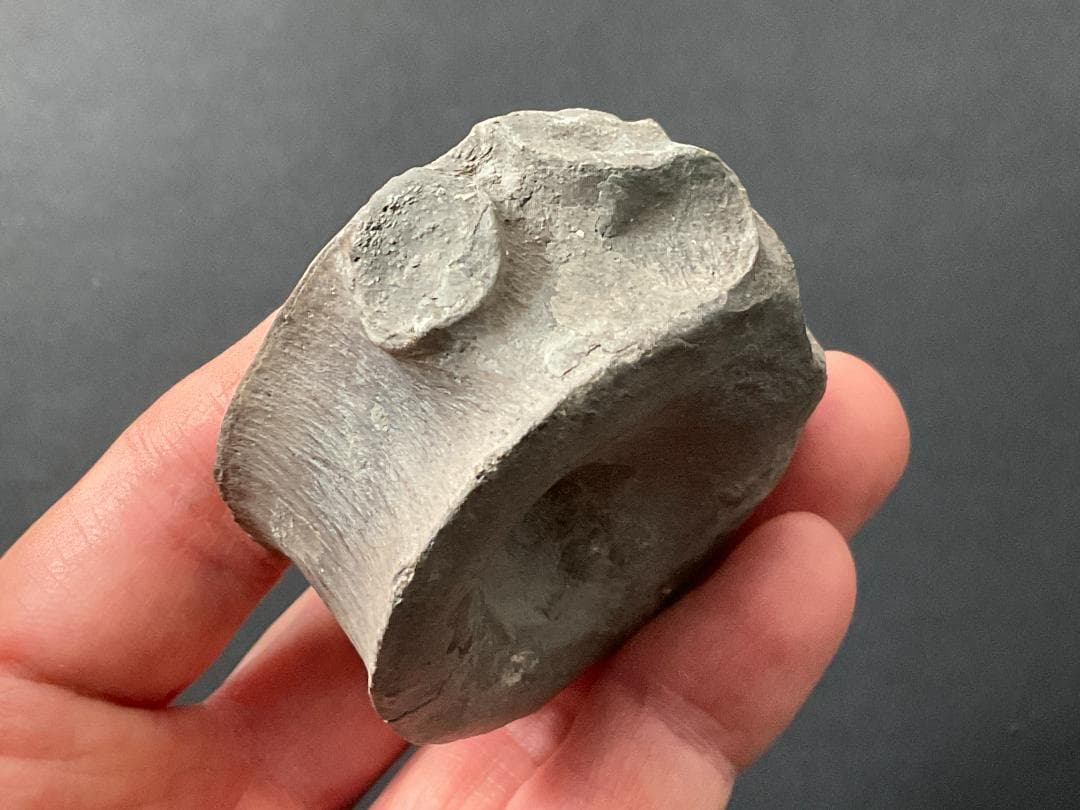 首長竜 化石 プレシオサウルス [PS28] 椎骨 クビナガリュウ 恐竜