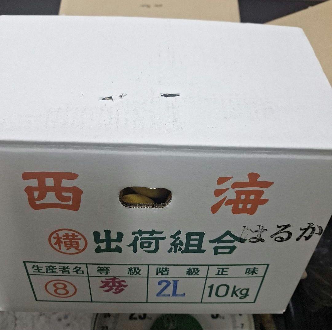 はるかみかん 2L 10キロ　長崎県産×2箱