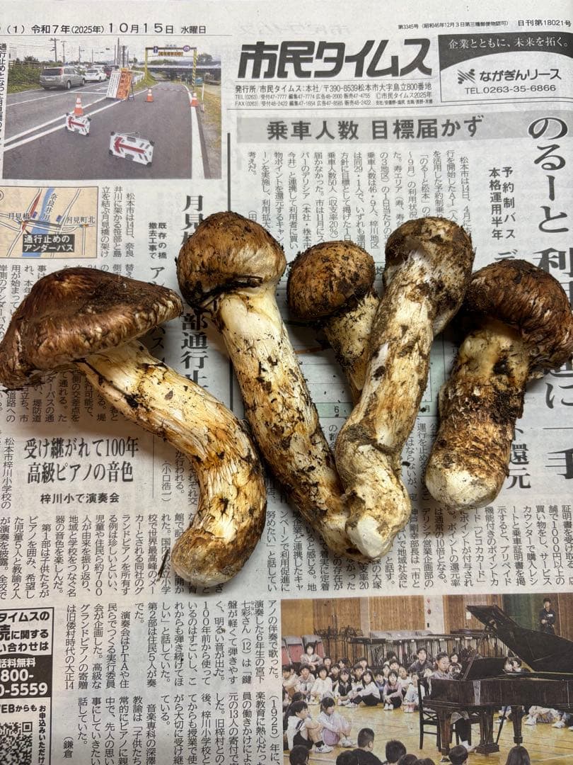 松茸　上高地産　10/15採れ　207g
