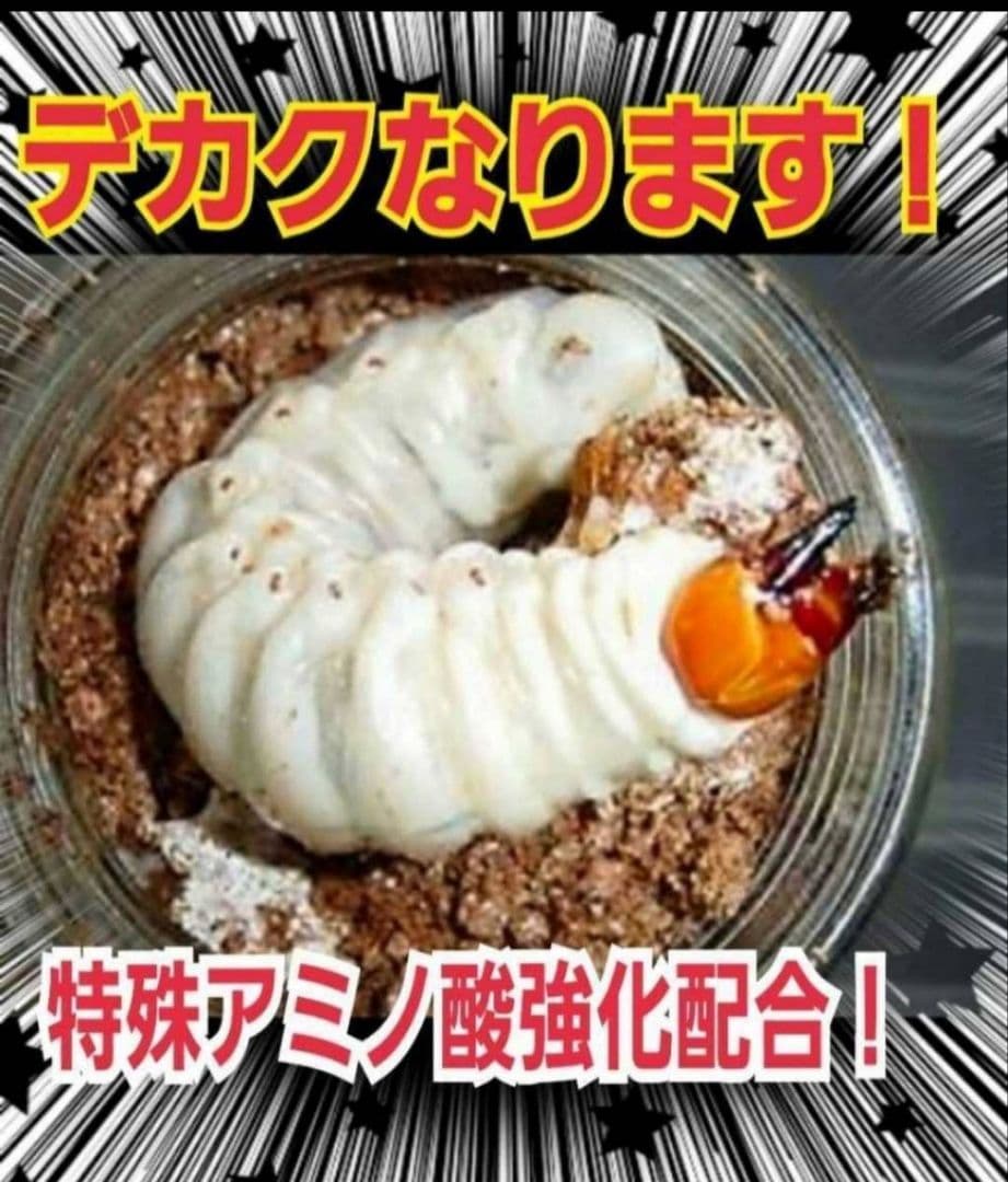 ニジイロクワガタにお薦め！極上！黒アワビタケ菌糸瓶【8本】トレハロース強化配合！