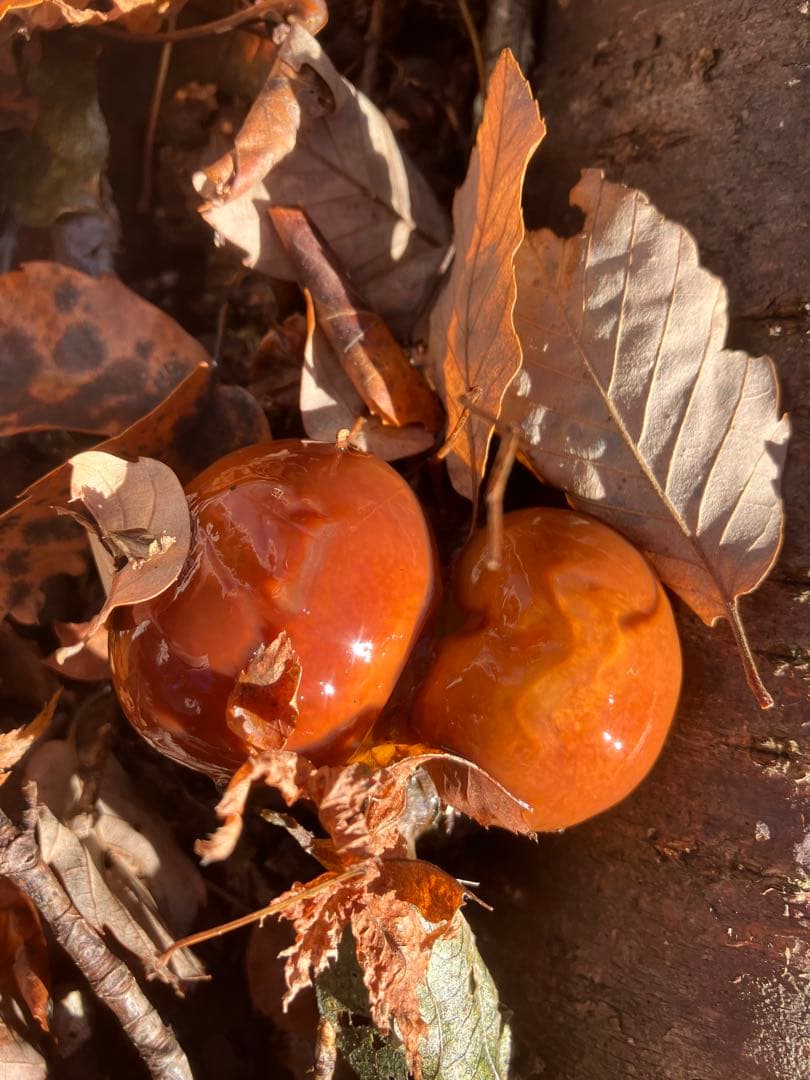 kantora 秋田県産肉厚ぷりぷりなめこ