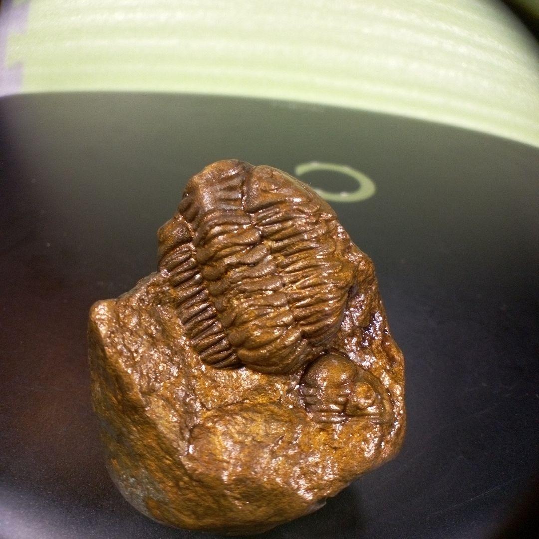 三葉虫　化石　fossil　ボリビア産　レア　Fossil管理④