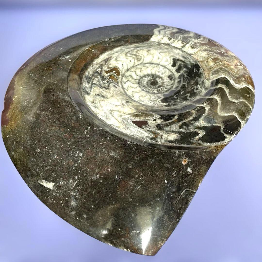 値下げ‼️【ビックサイズ 】アンモナイト化石26.5cm×31cm 4.5cm