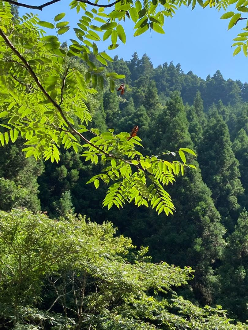 はちみつ　日本蜜蜂のハチミツ　奥山の奥の蜂蜜　国産蜂蜜愛媛産　２種
