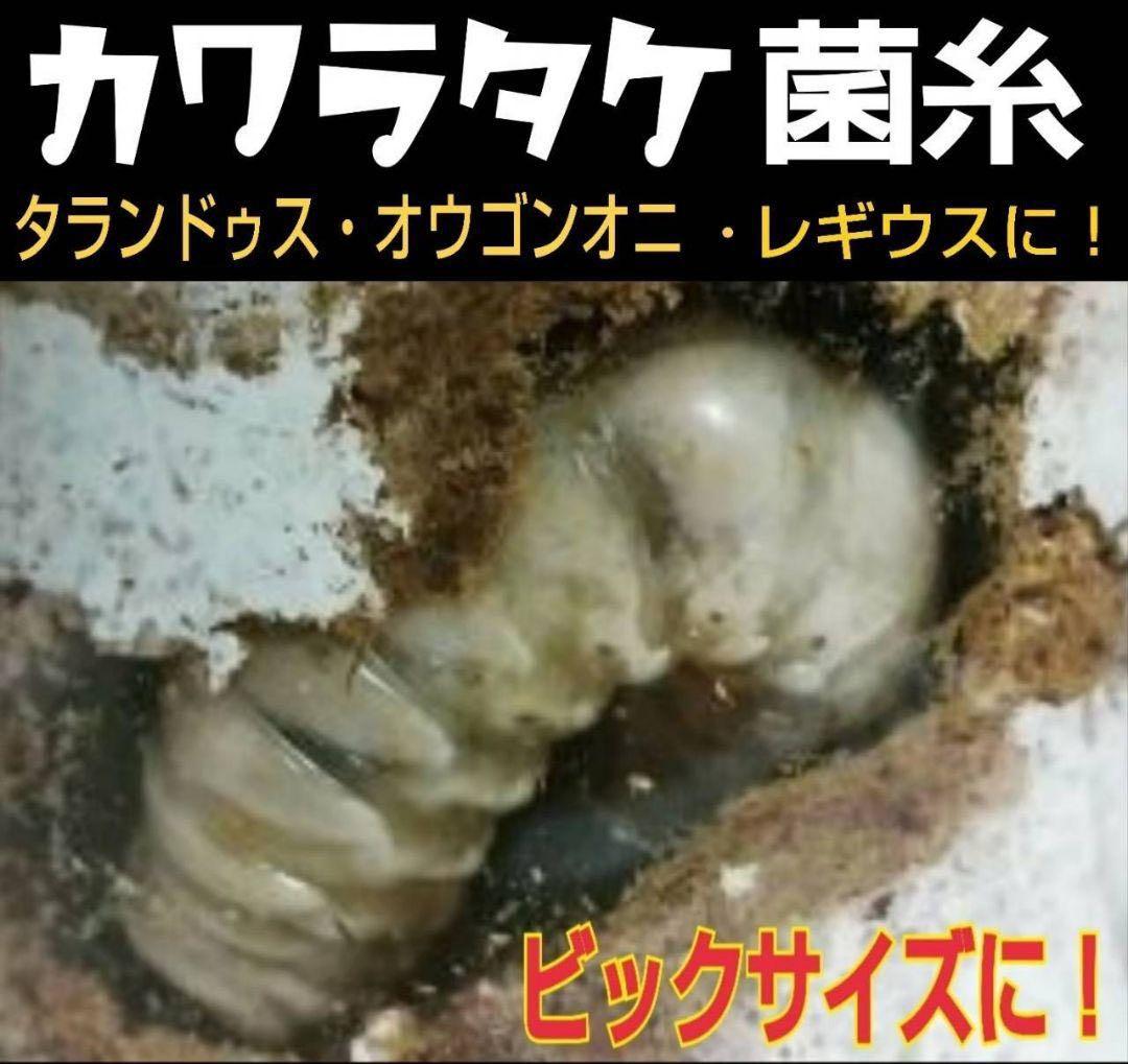 極上！カワラタケ菌糸瓶【15本】特殊アミノ酸強化配合！クワガタ幼虫全般に使えます