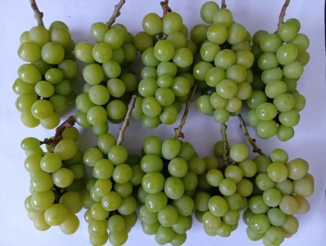 【シャインマスカット10房⑧】ぶどう 福岡県産 シャインマスカット