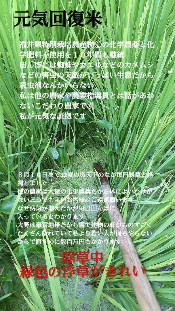なぜこんなに病気が多いのか？ 玄米10kg 7年産コシヒカリ 特栽①農薬等不使用