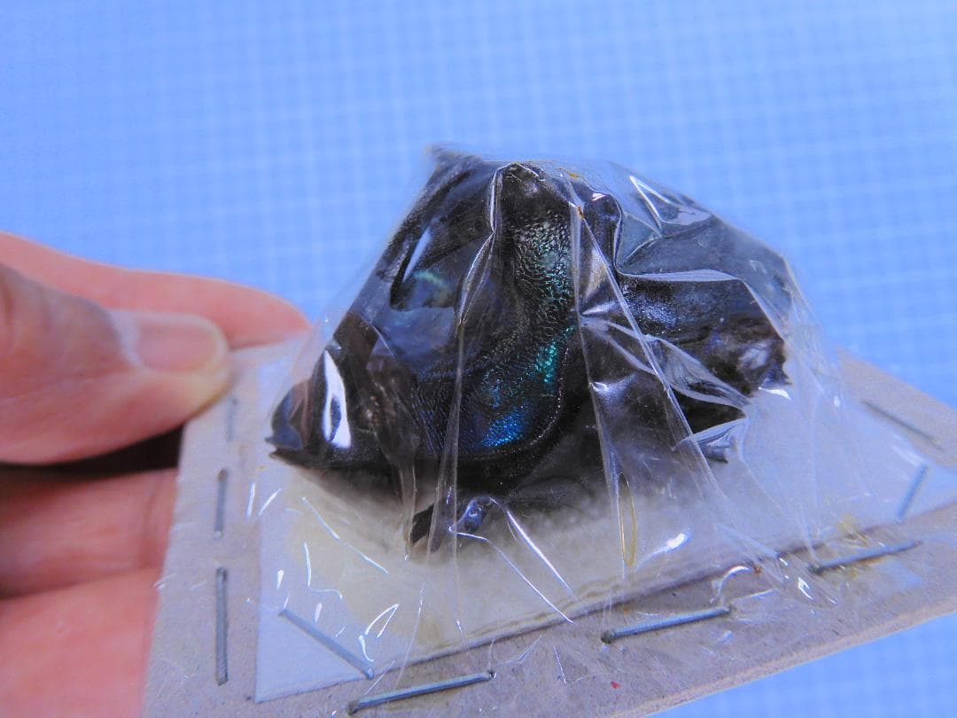 最大級　エンシフェールニジダイコクコガネ　52mm 51mm