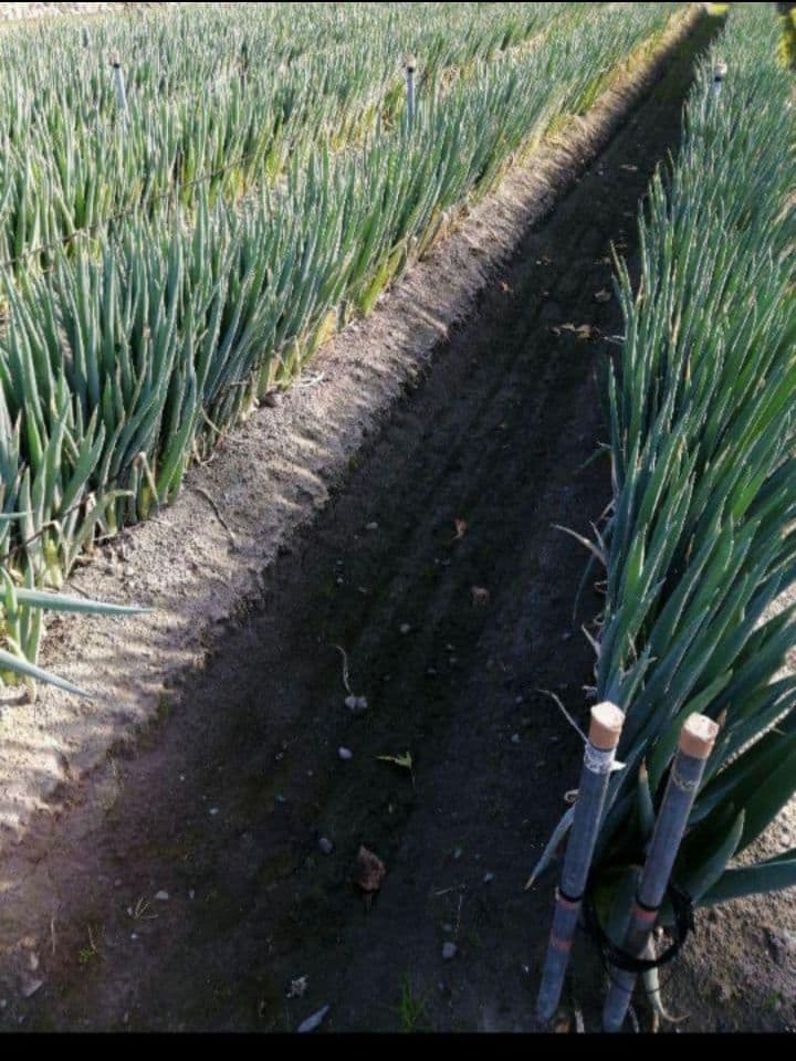 明日発送！愛媛県産　白ネギ　長ねぎ　ねぎ　野菜