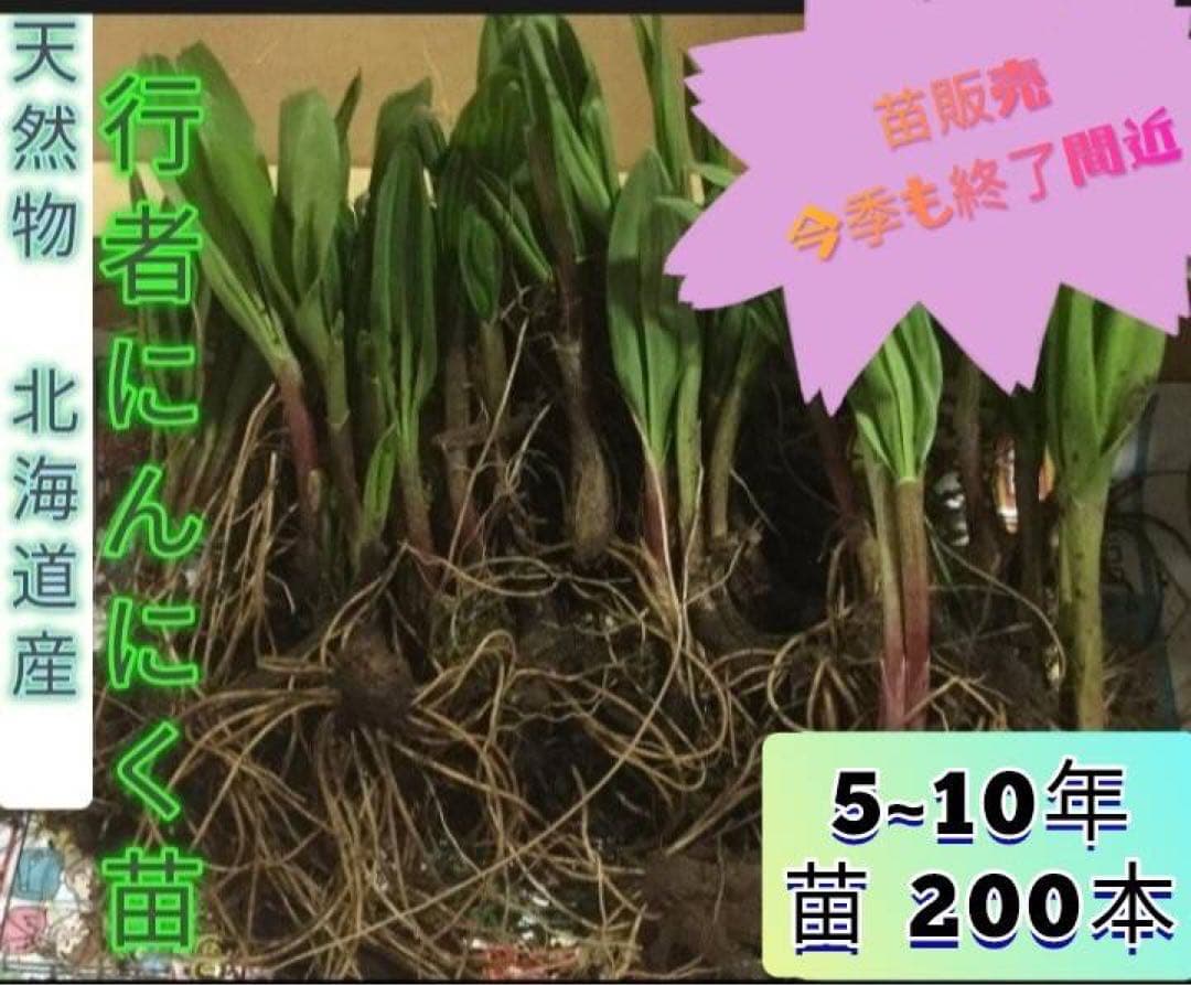 北海道産天然物 行者にんにく苗 200本