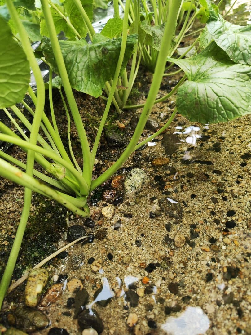 安曇野産 2kg 茎付きわさび 信州 安曇野市産 沢わさび 生わさび