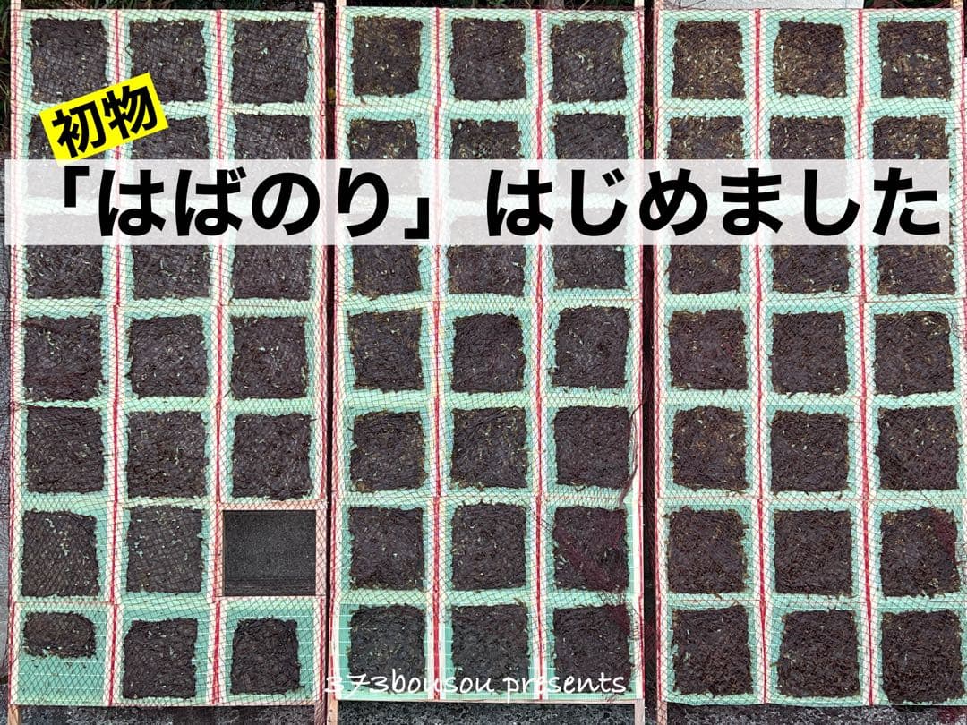 mi 様　【送料無料】新春はばのり5枚入り4セット