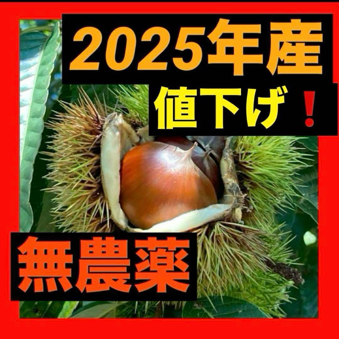 ④値下げ❗️無農薬生栗★阿蘇山天然水使用★早い者勝ち★令和7年産★早い者勝ち