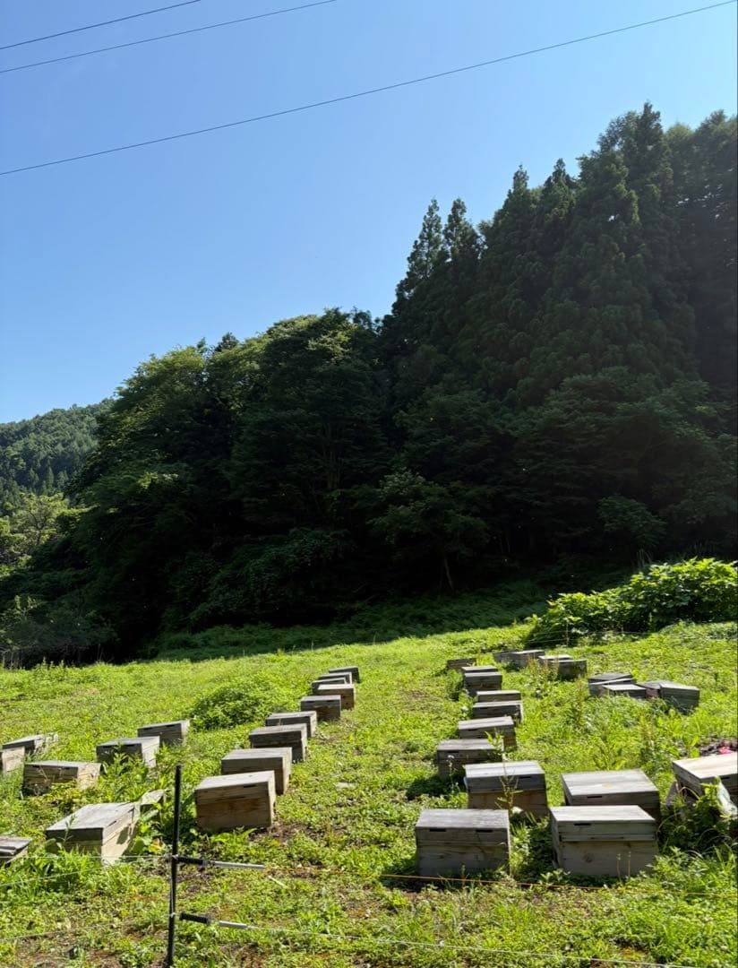 長野県長野市若穂保科で採れたりんごはちみつ 1.2キロ 2本 ⑨