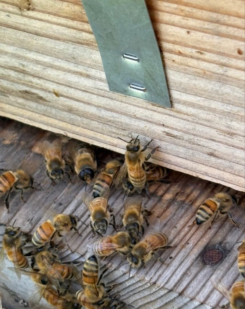 長野県長野市若穂保科で採れたりんごはちみつ 1.2キロ 2本 ⑨