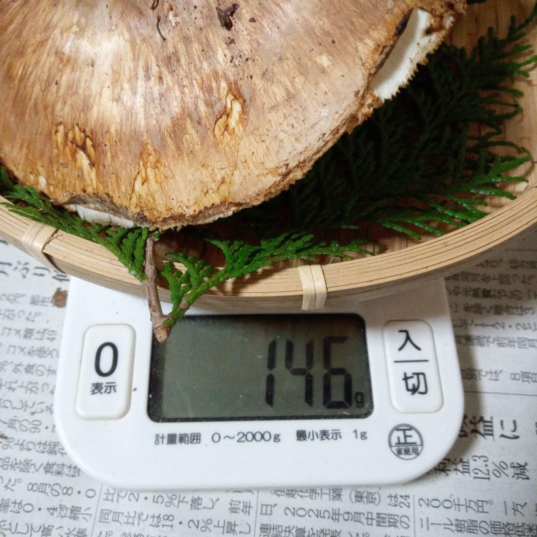 長野県産　松茸　146g ④