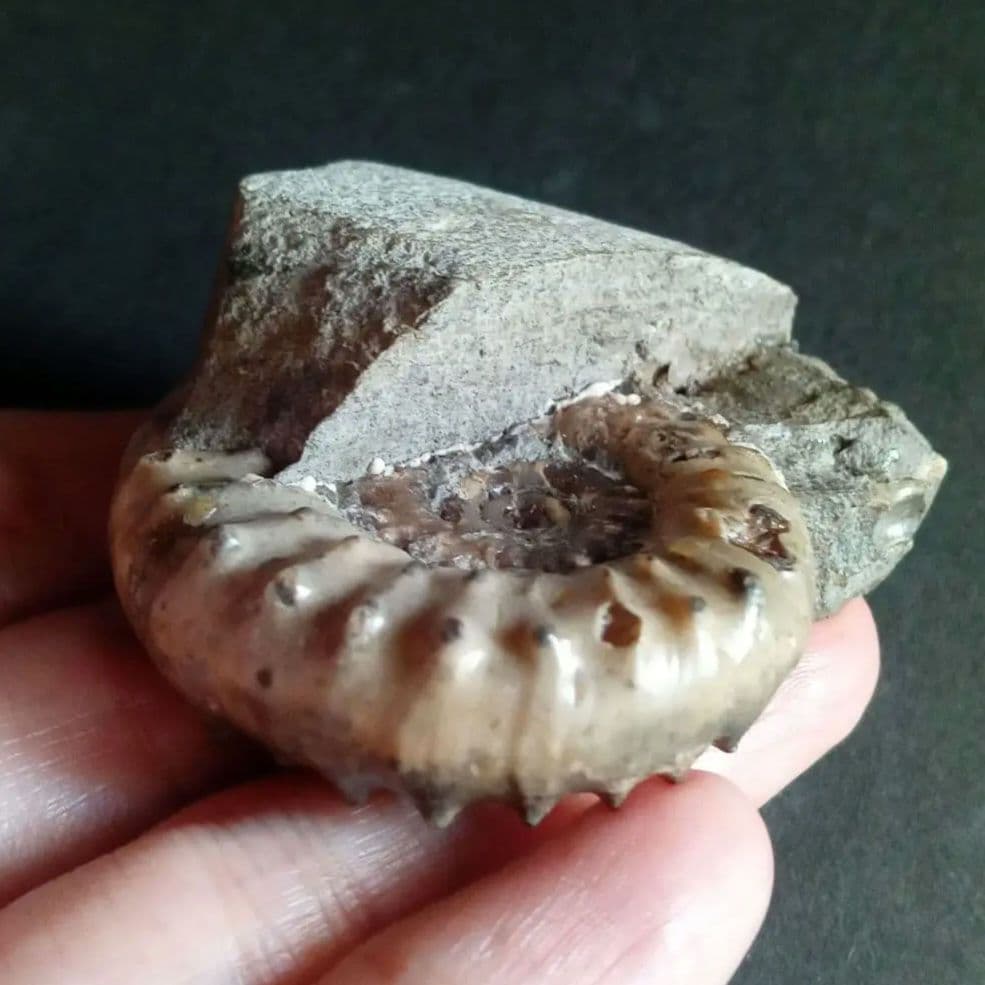 イギリス産　ジュラ紀　アンモナイト　刺々　希少種