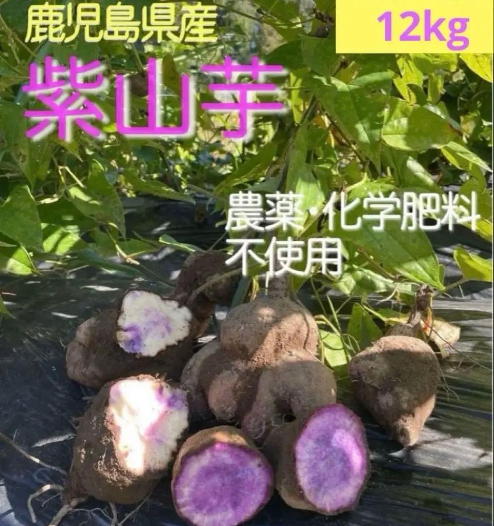 鹿児島県産 農薬・化学肥料不使用 紫山芋 12kg