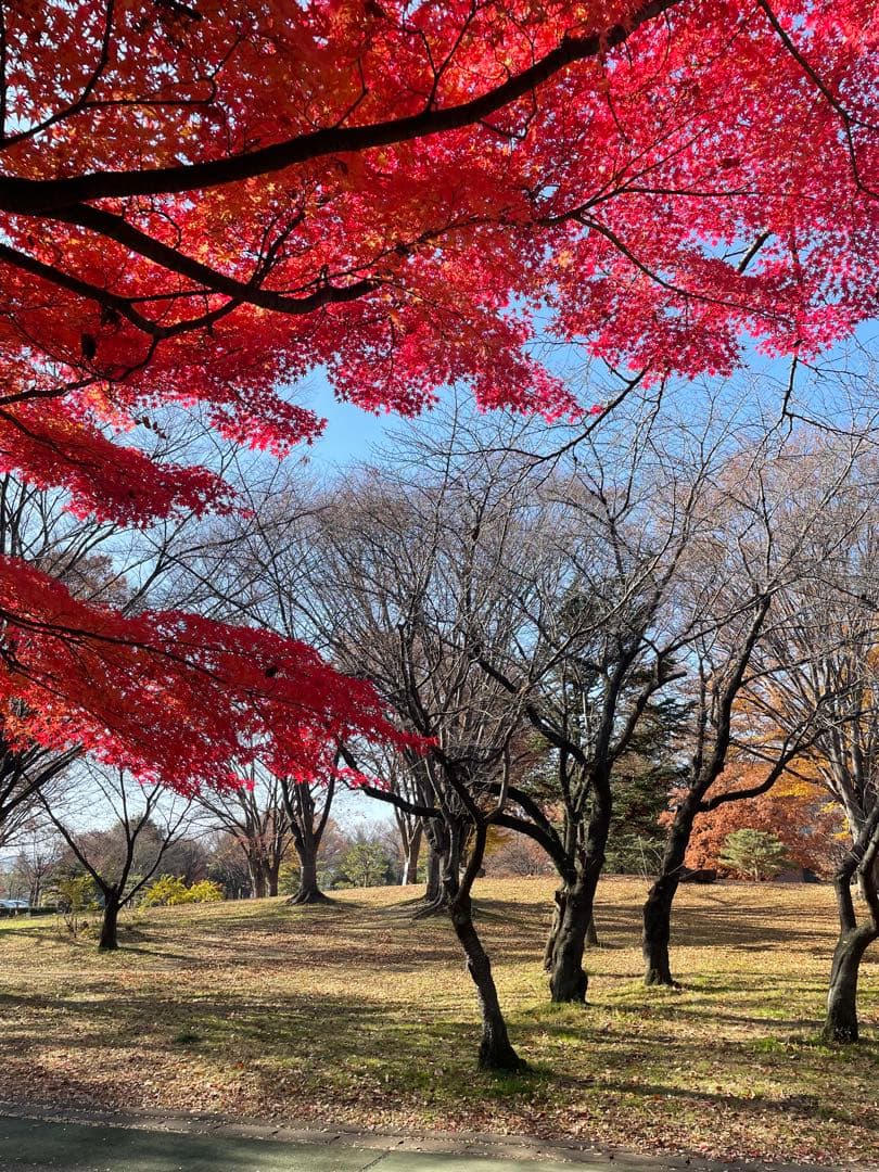 十七絃筝 紅木巻き、専用ケース付き，十七弦柱（大），十七絃猫足，ハンドル