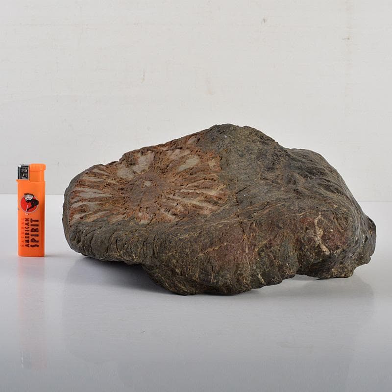 鑑賞石　天然石　菊花石　置物　重さ約5.4㎏　V　6200C